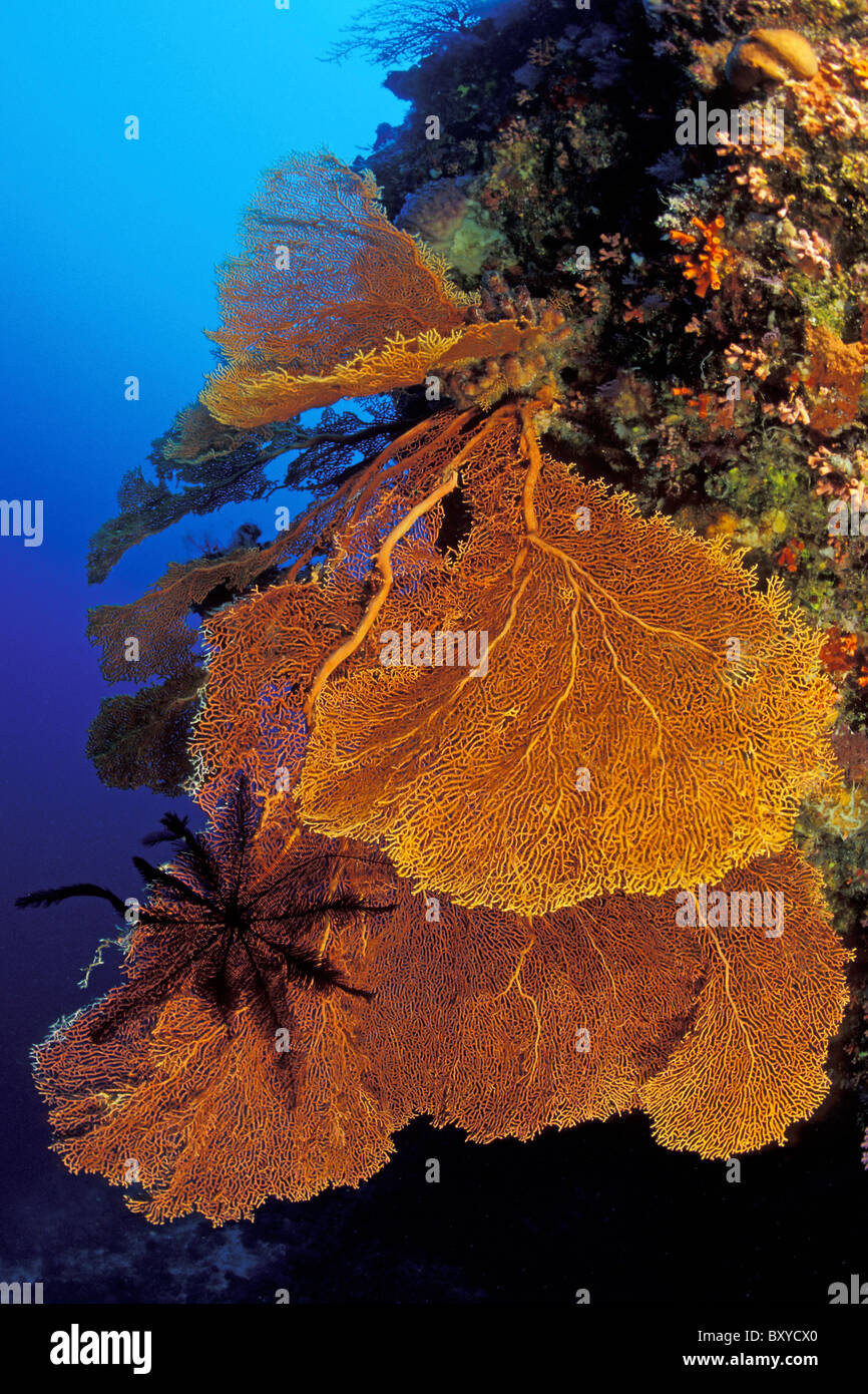 Sea Fan on Reef, Anella mollis, Layang Layang, Borneo, Malaysia Stock ...