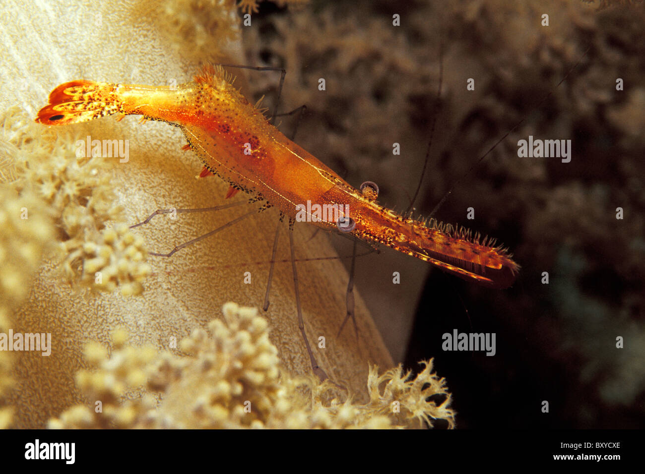 Rock Shrimp, Leander plumosus, Layang Layang, Borneo, Malaysia Stock ...