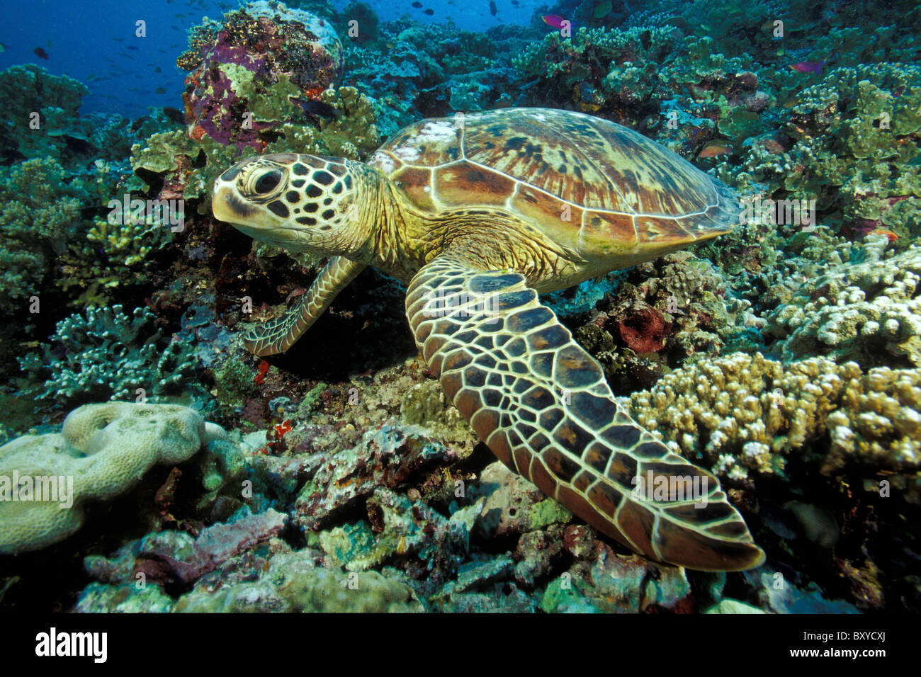 Sipadan borneo hi-res stock photography and images - Alamy