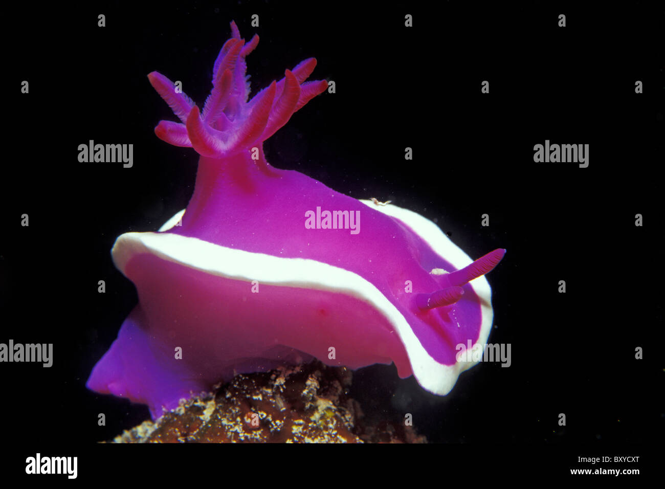 Pink Nudibranch, Hypselodoris bullockii, Sipadan, Borneo, Malaysia ...