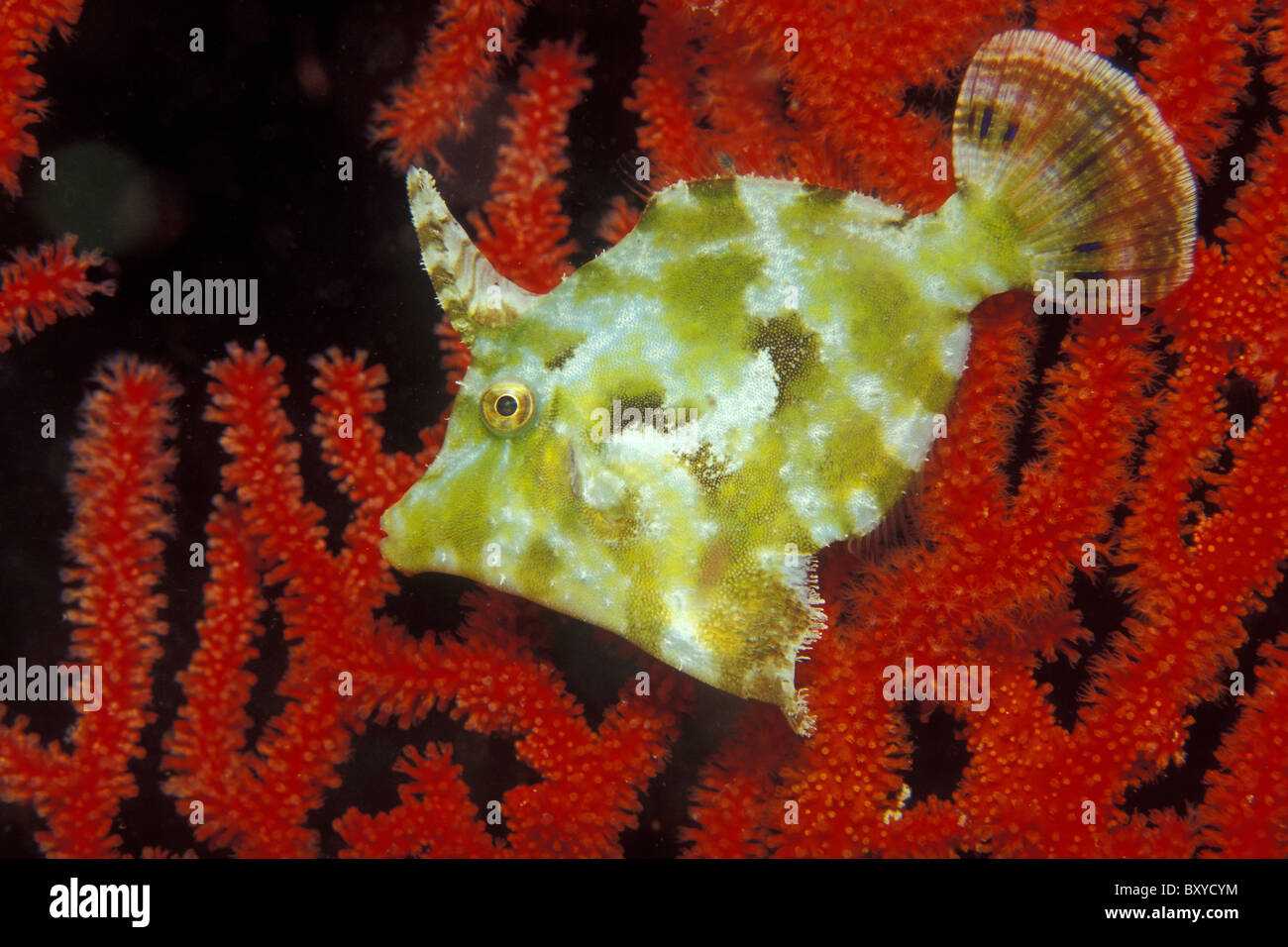 Tomentosus filefish hi-res stock photography and images - Alamy