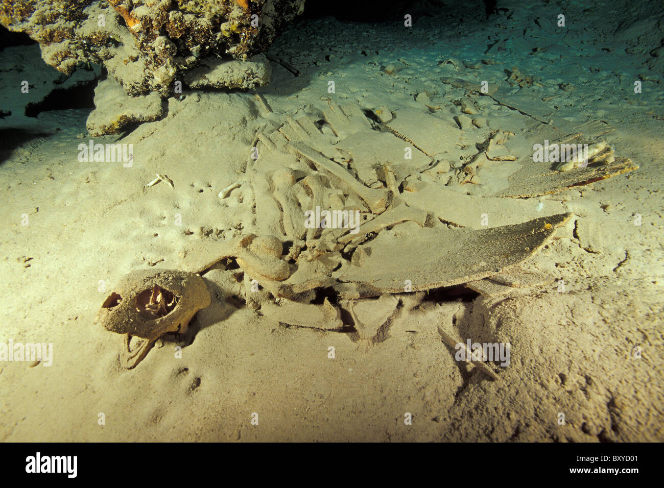 Skeletal Remains of Turtles in Turtle Tomb, Sipadan, Borneo, Malaysia ...