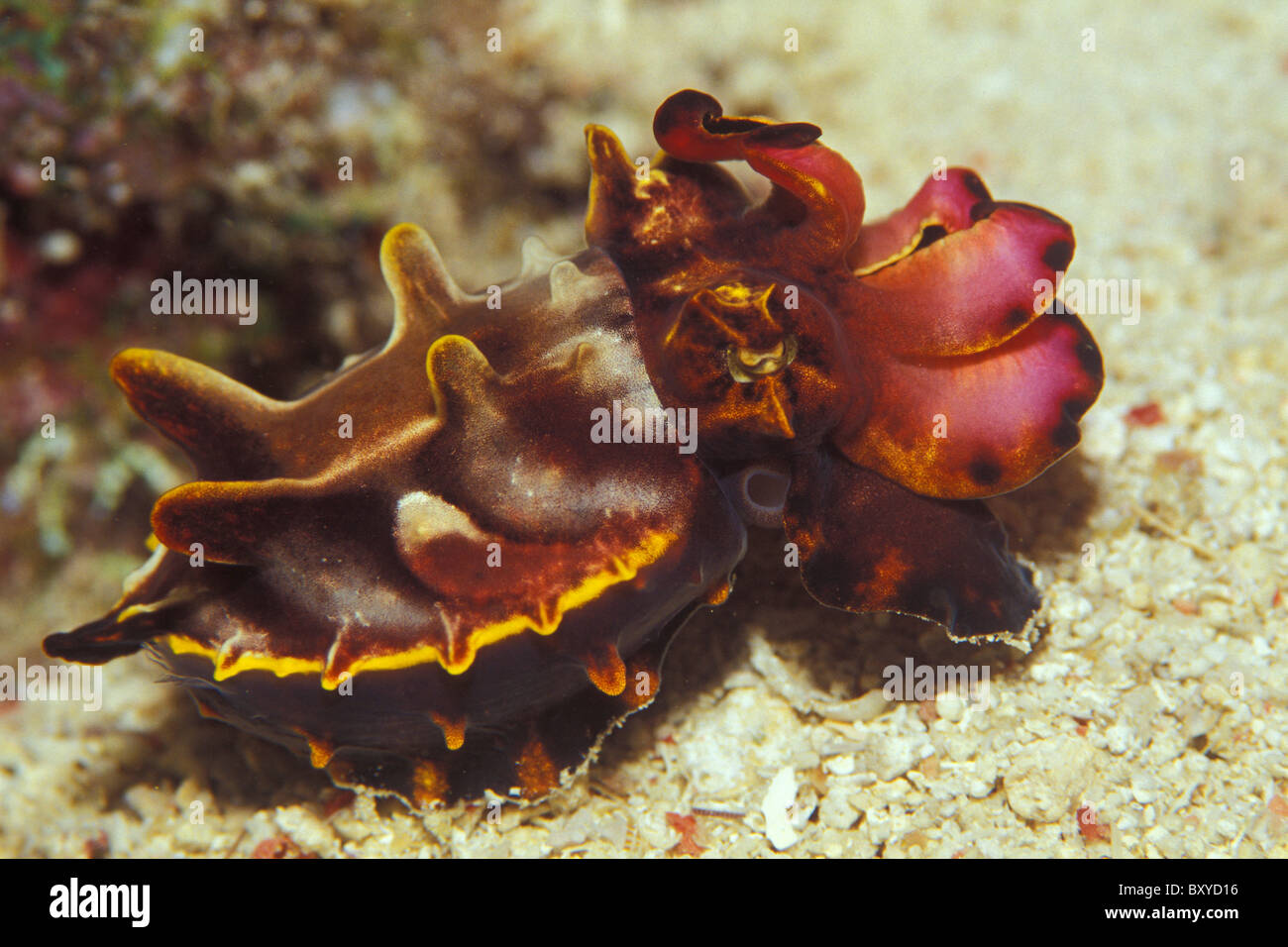 Pfeffers flamboyant cuttlefish hi-res stock photography and images - Alamy