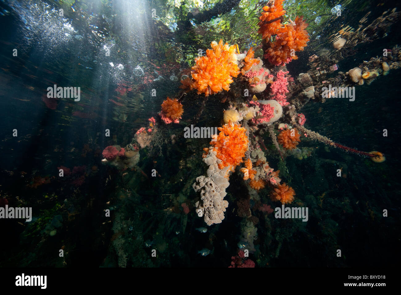 Mangroves and wildlife hi-res stock photography and images - Alamy