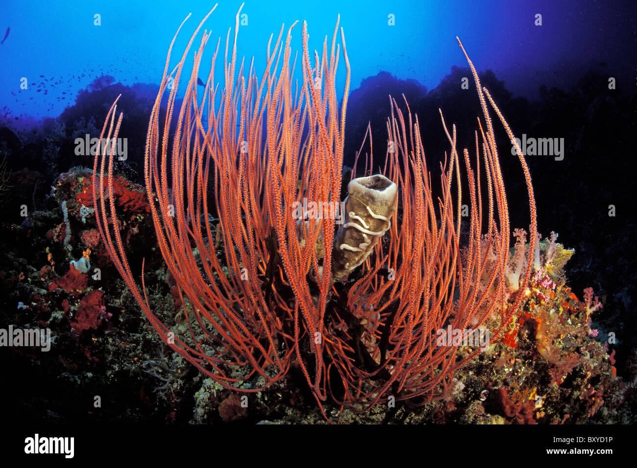 Red sea whip hi-res stock photography and images - Alamy