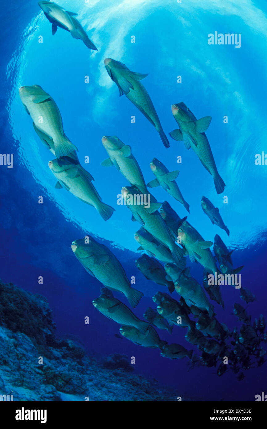 Buffalo reef hi-res stock photography and images - Alamy