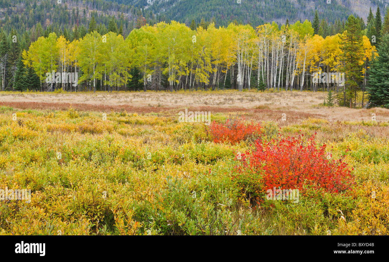 Autumn aspens (populus tremuloides) in Banff National Park, Alberta ...