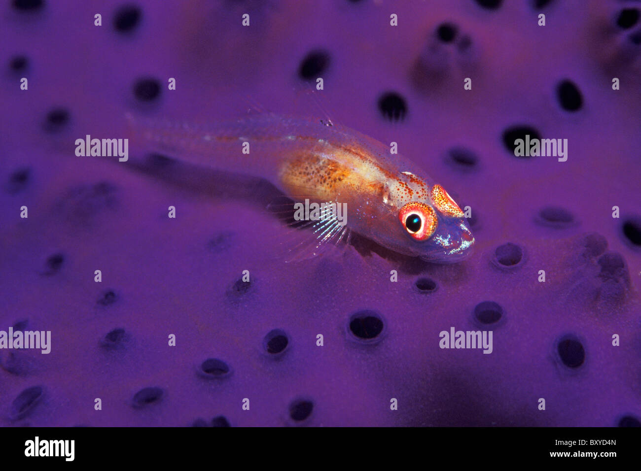Common Ghost Goby, Pleurosicya mossambica, Mabul, Borneo, Malaysia ...