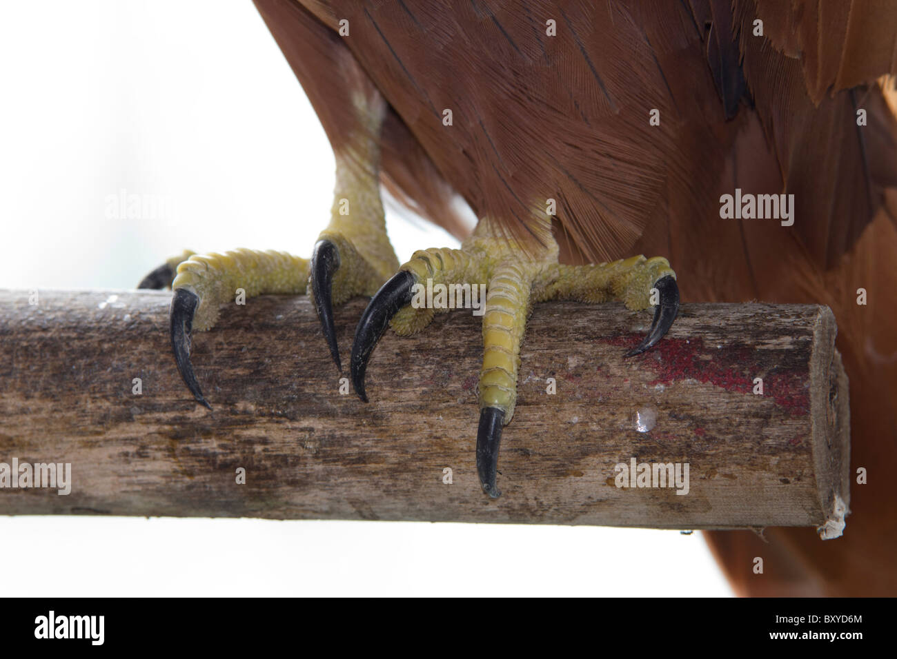 Eagle feet hi-res stock photography and images - Alamy