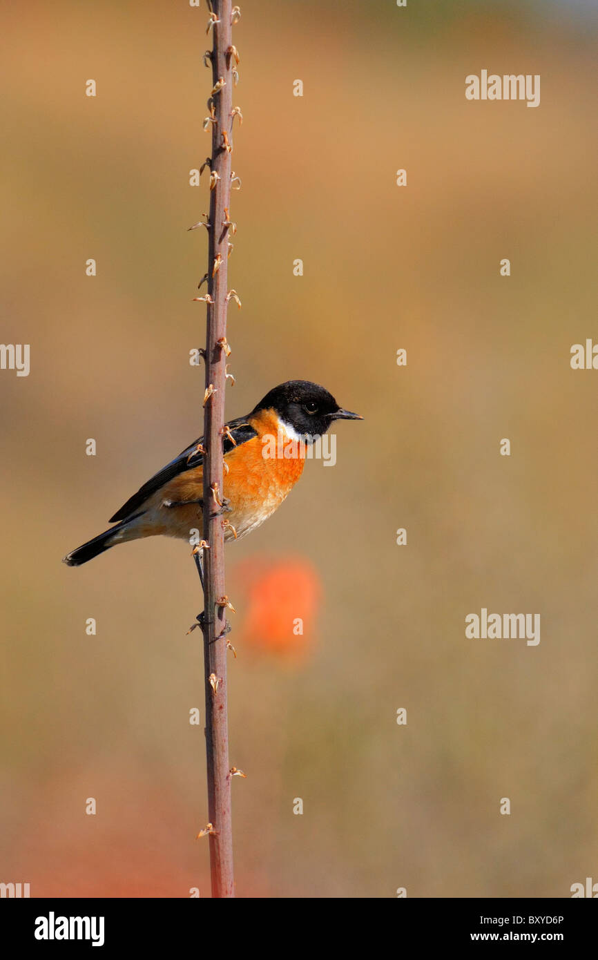 Common stonechat hi-res stock photography and images - Alamy