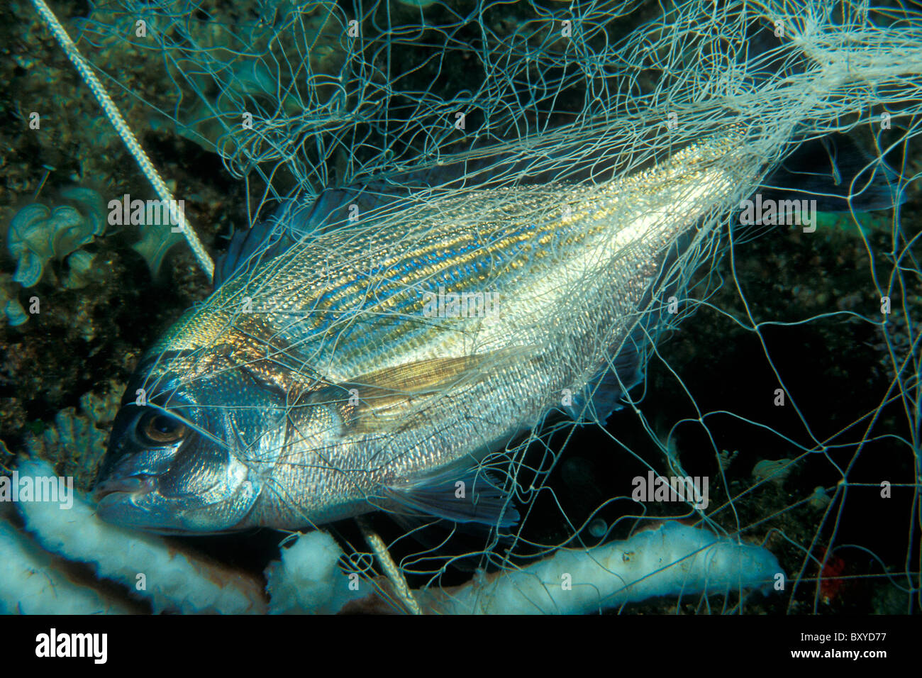 Lost fishing net in the reef hi-res stock photography and images - Alamy