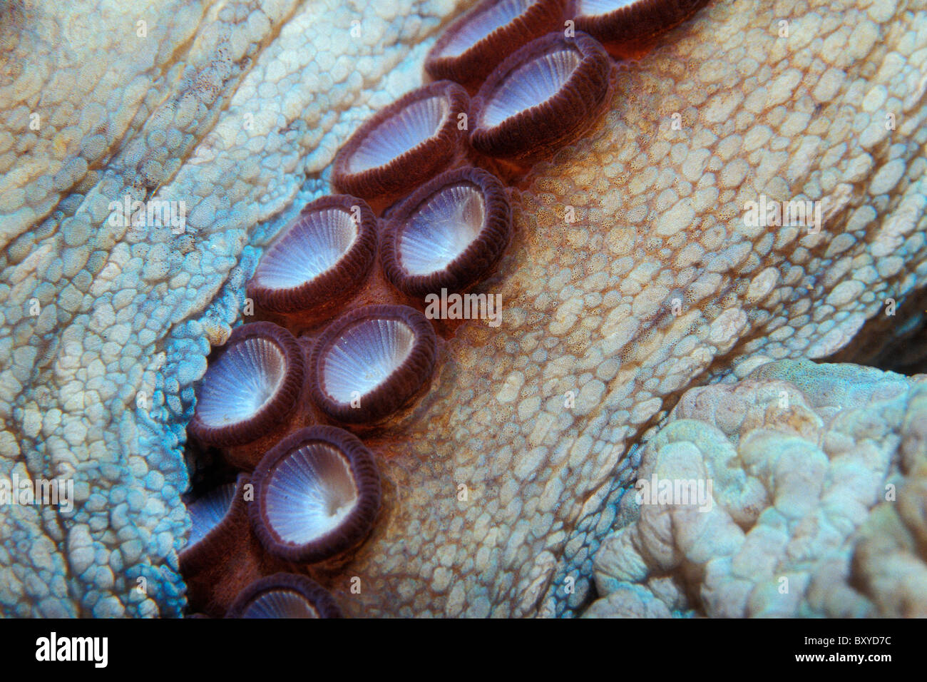Sucker Cup of Octopus, Octopus vulgaris, Vis, Dalmatia, Adriatic Sea ...