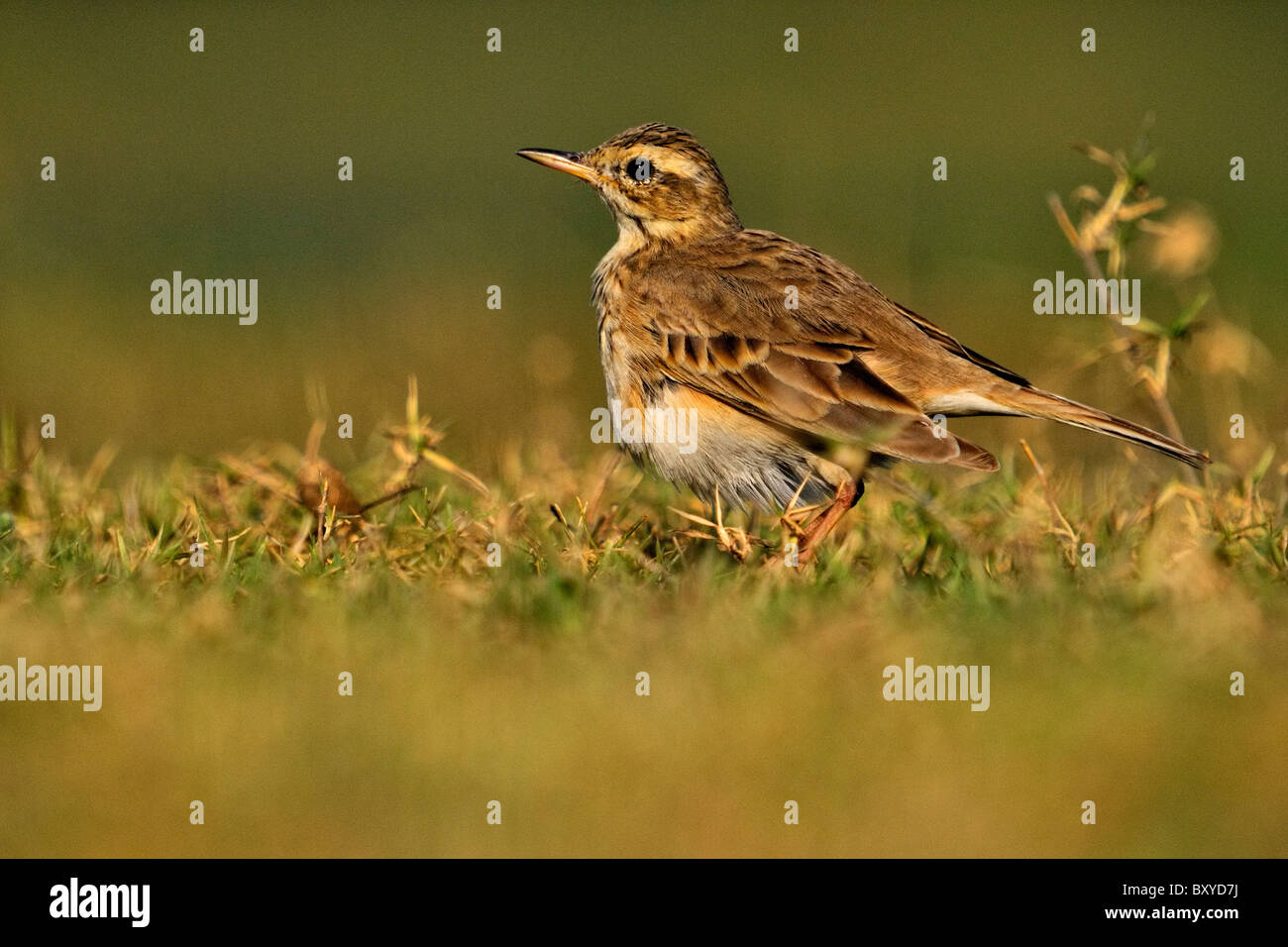 Paddyfield Pipit - Anthus rufulus on the ground, puffing up its ...