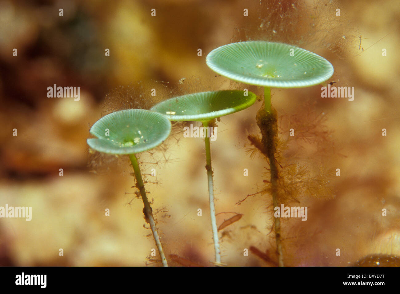 Acetabularia Labeled Dissection Scope