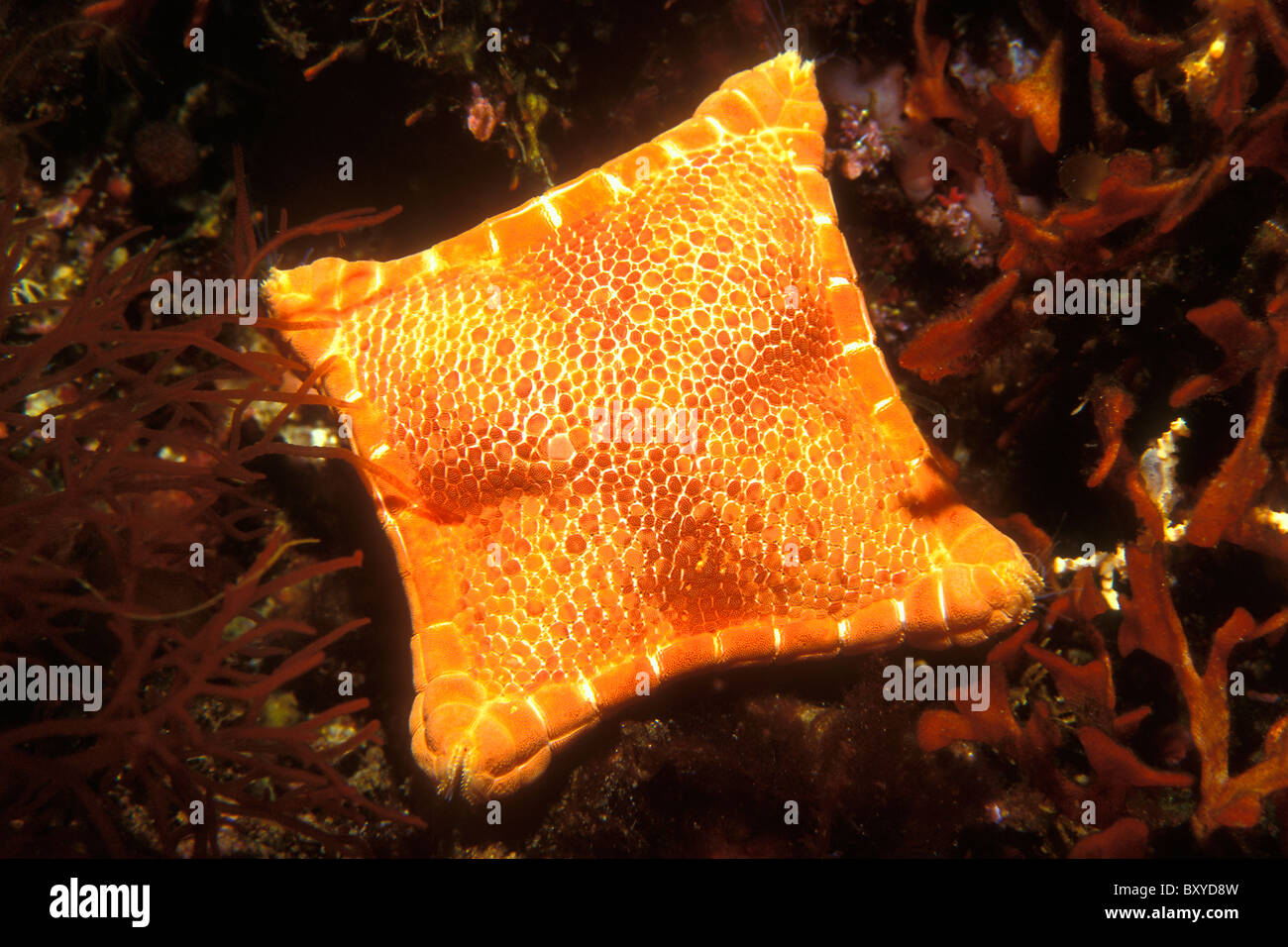 Four arms hi-res stock photography and images - Alamy