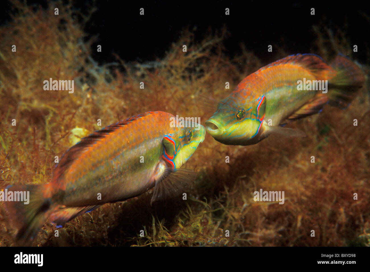 Ocellated Wrasse, aggressive behavior, Symphodus ocellatus, Vis ...