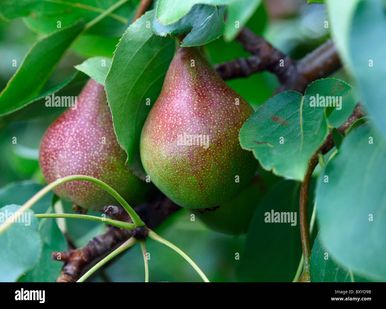 Two pears on a tree branch Stock Photo - Alamy