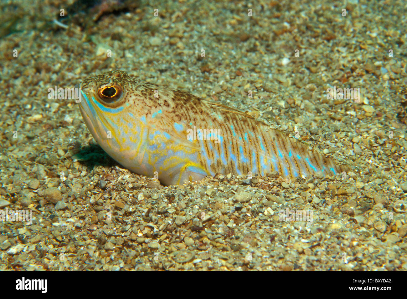Streaked Weever, Trachinus draco, Vis, Dalmatia, Adriatic Sea, Croatia ...