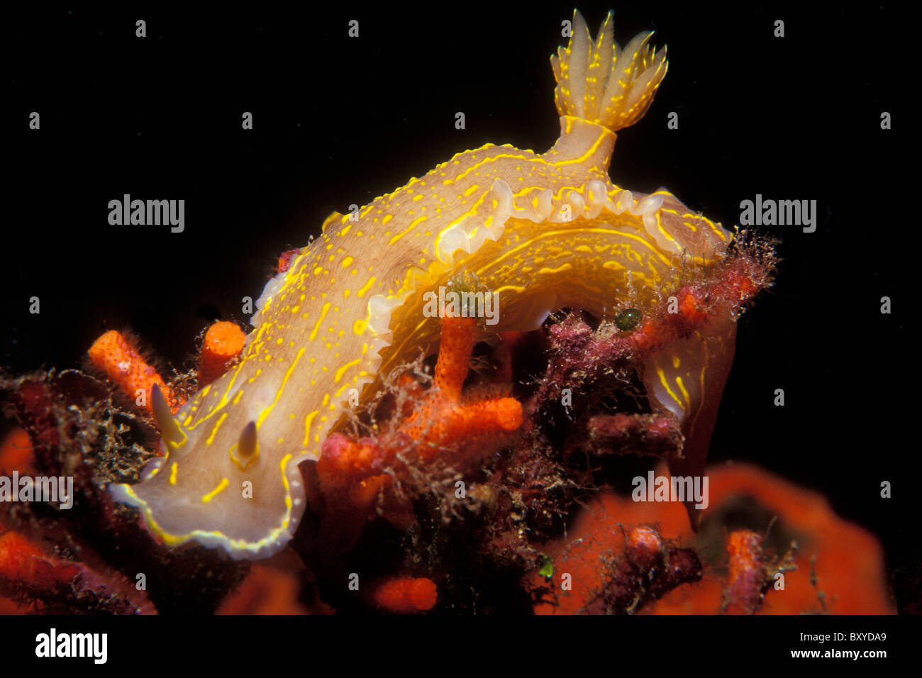Hypselodoris elegans hi-res stock photography and images - Alamy