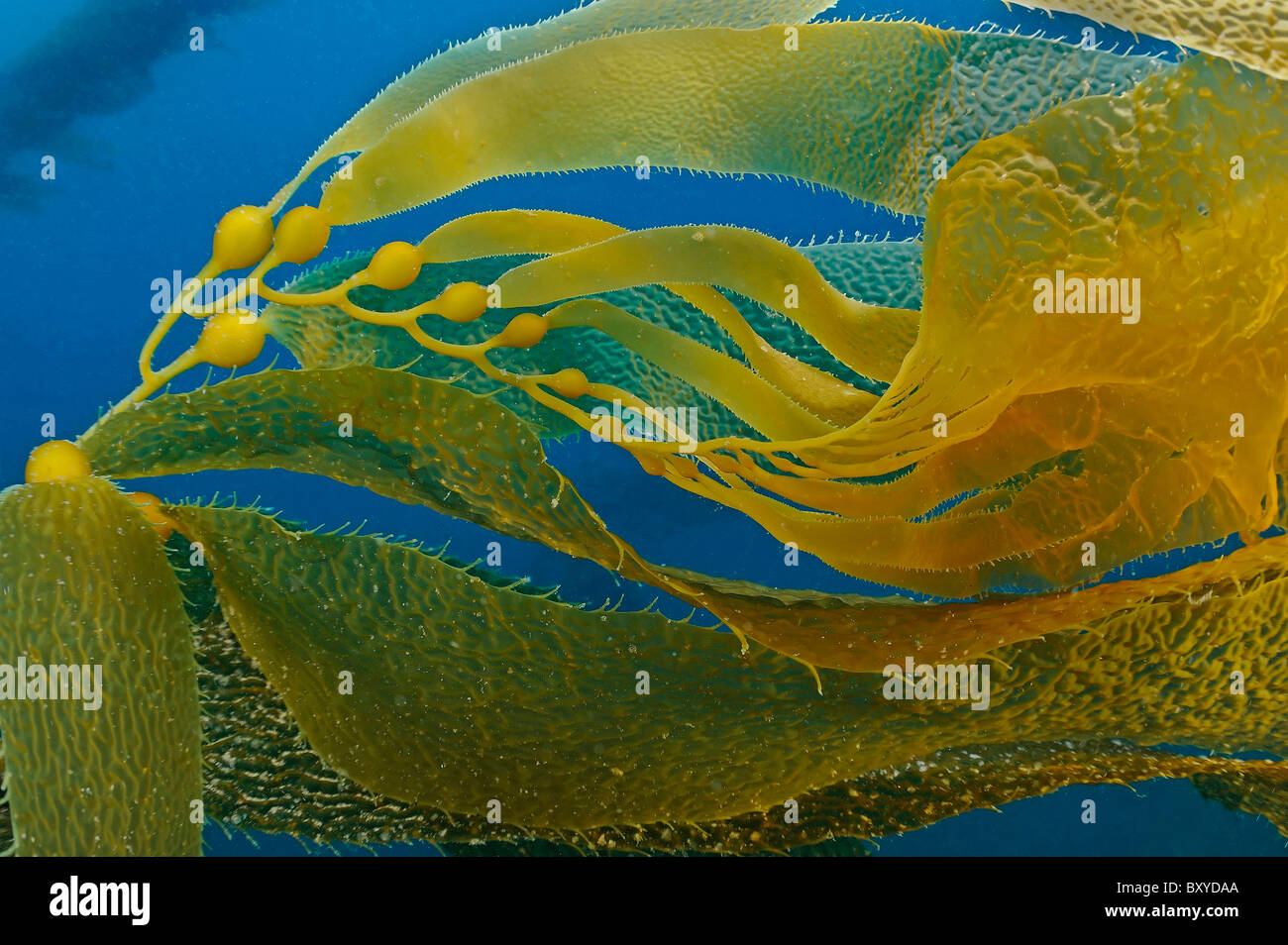 Apical end hi-res stock photography and images - Alamy