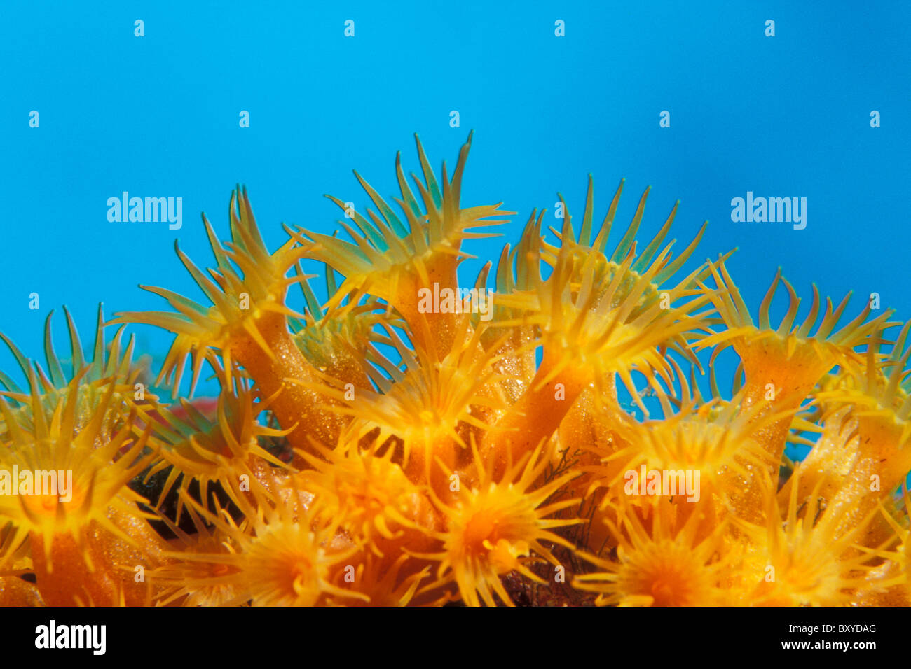 Polyps of Cluster Anemones, Parazoanthus axinellae, Vis, Dalmatia ...
