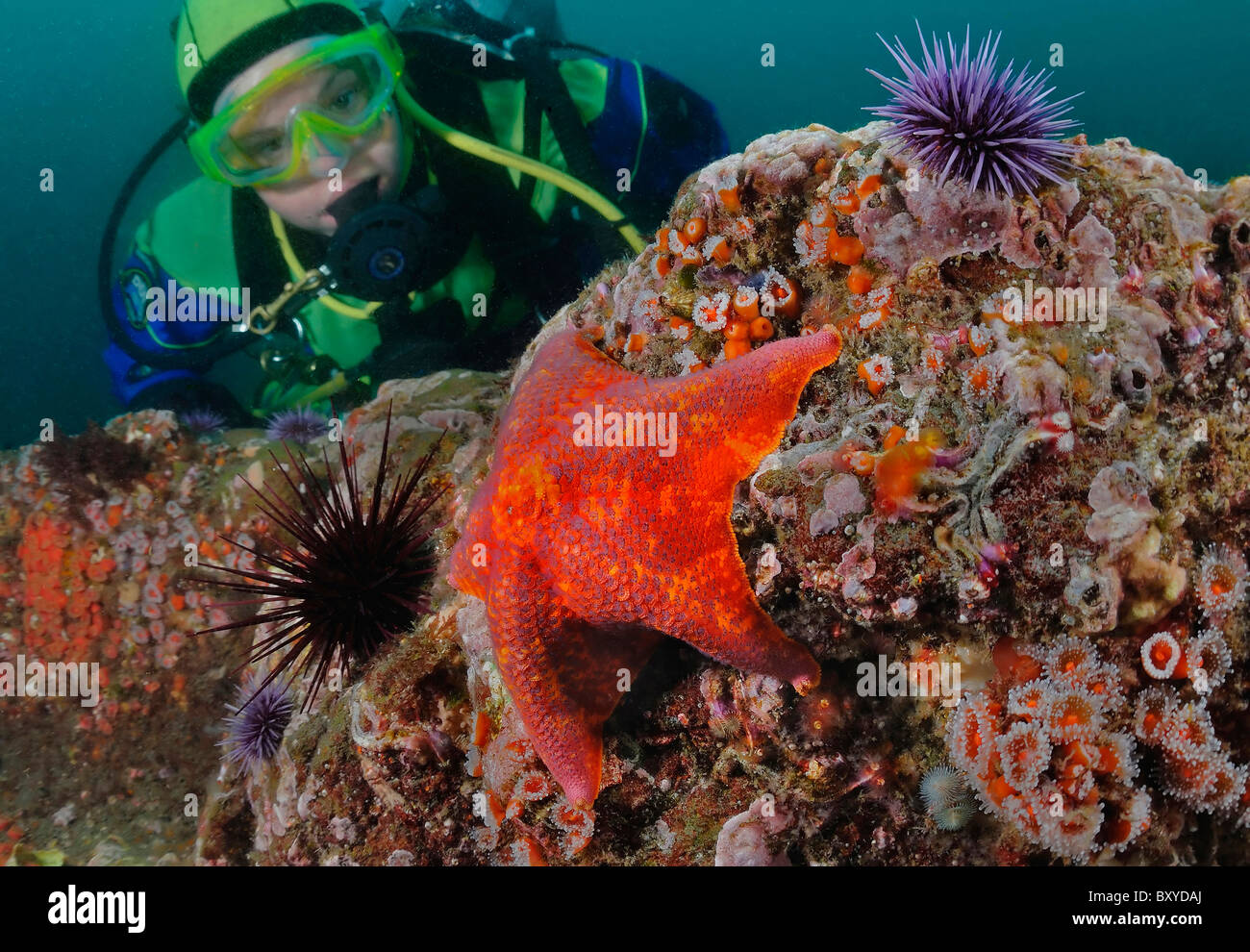 Bat sea star patiria miniata hi-res stock photography and images - Alamy