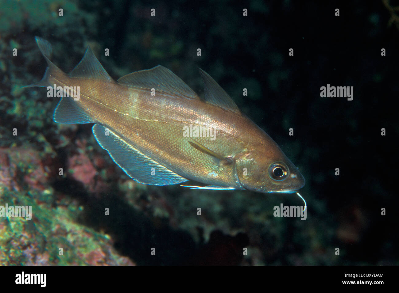 Pouting, Trisopterus luscus, Vis, Dalmatia, Adriatic Sea, Croatia Stock ...