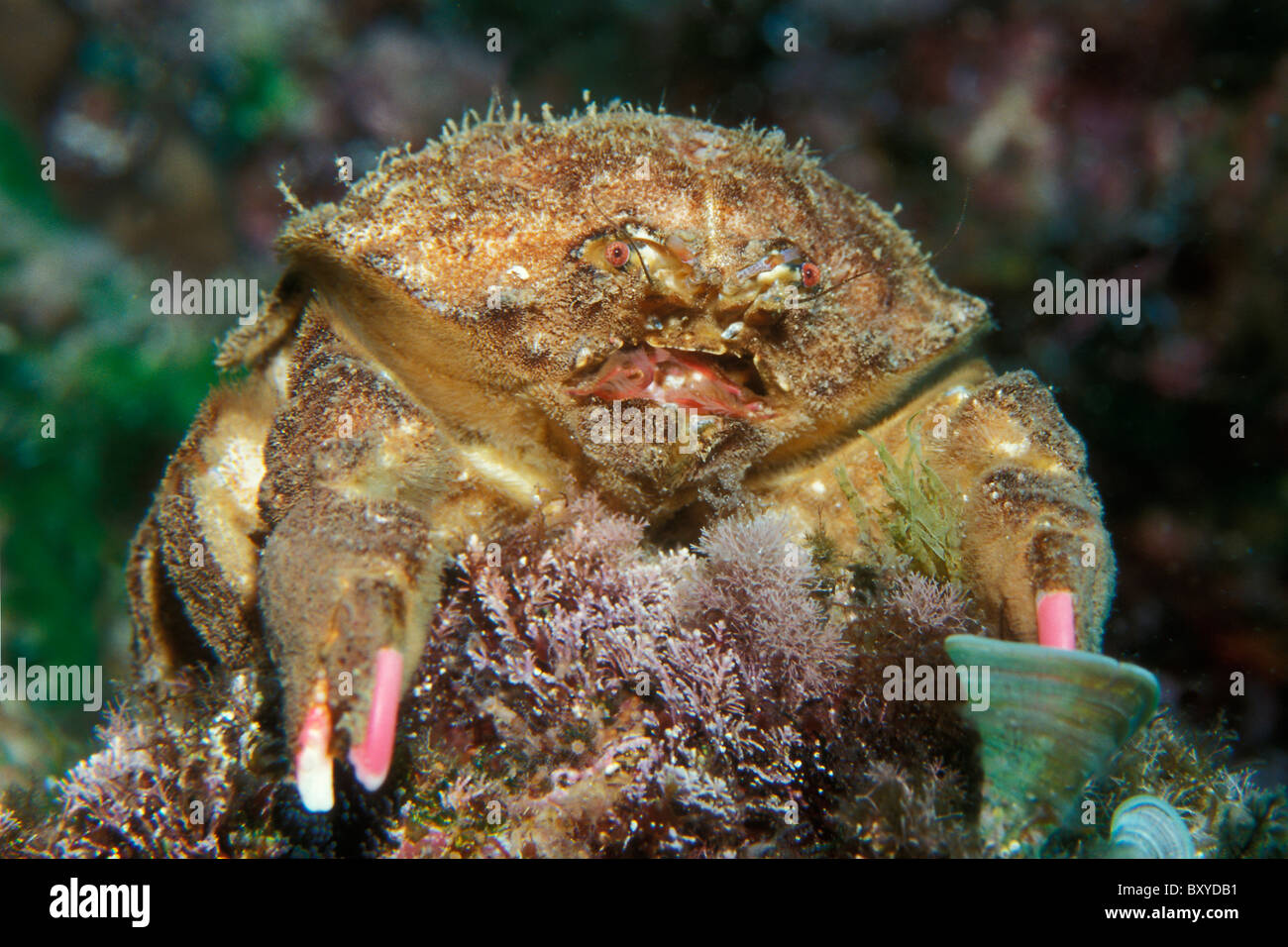 Dromiidae mediterranean sea hi-res stock photography and images - Alamy