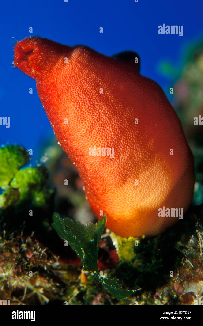 Red Tunicate, Halocynthia papillosa, Vis, Dalmatia, Adriatic Sea ...