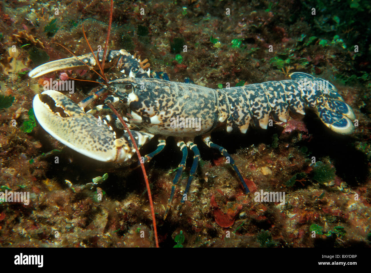 Homarus Gammarus High Resolution Stock Photography and Images - Alamy