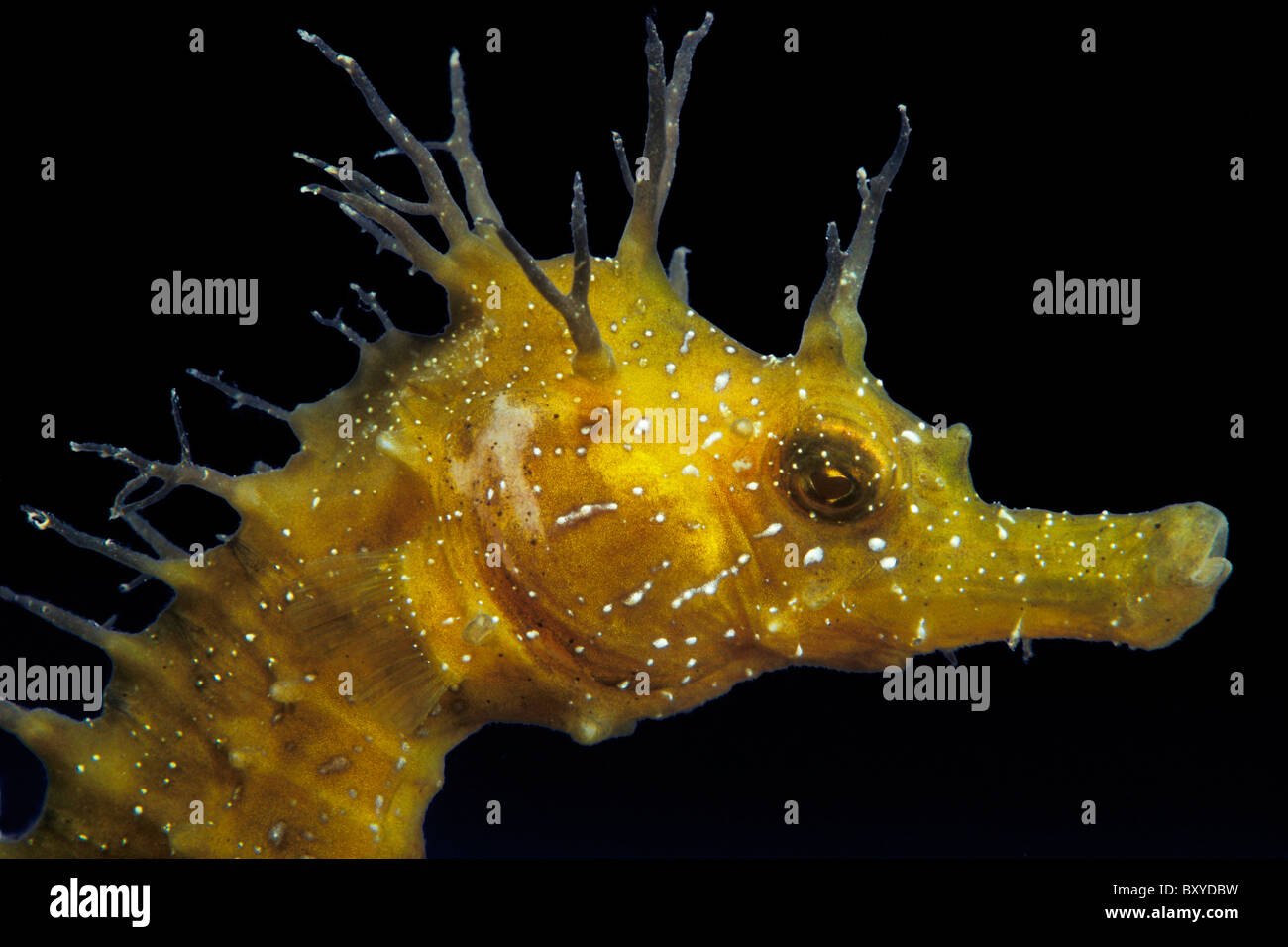 Long-snouted Seahorse, Hippocampus ramulosus, Istria, Adriatic Sea ...
