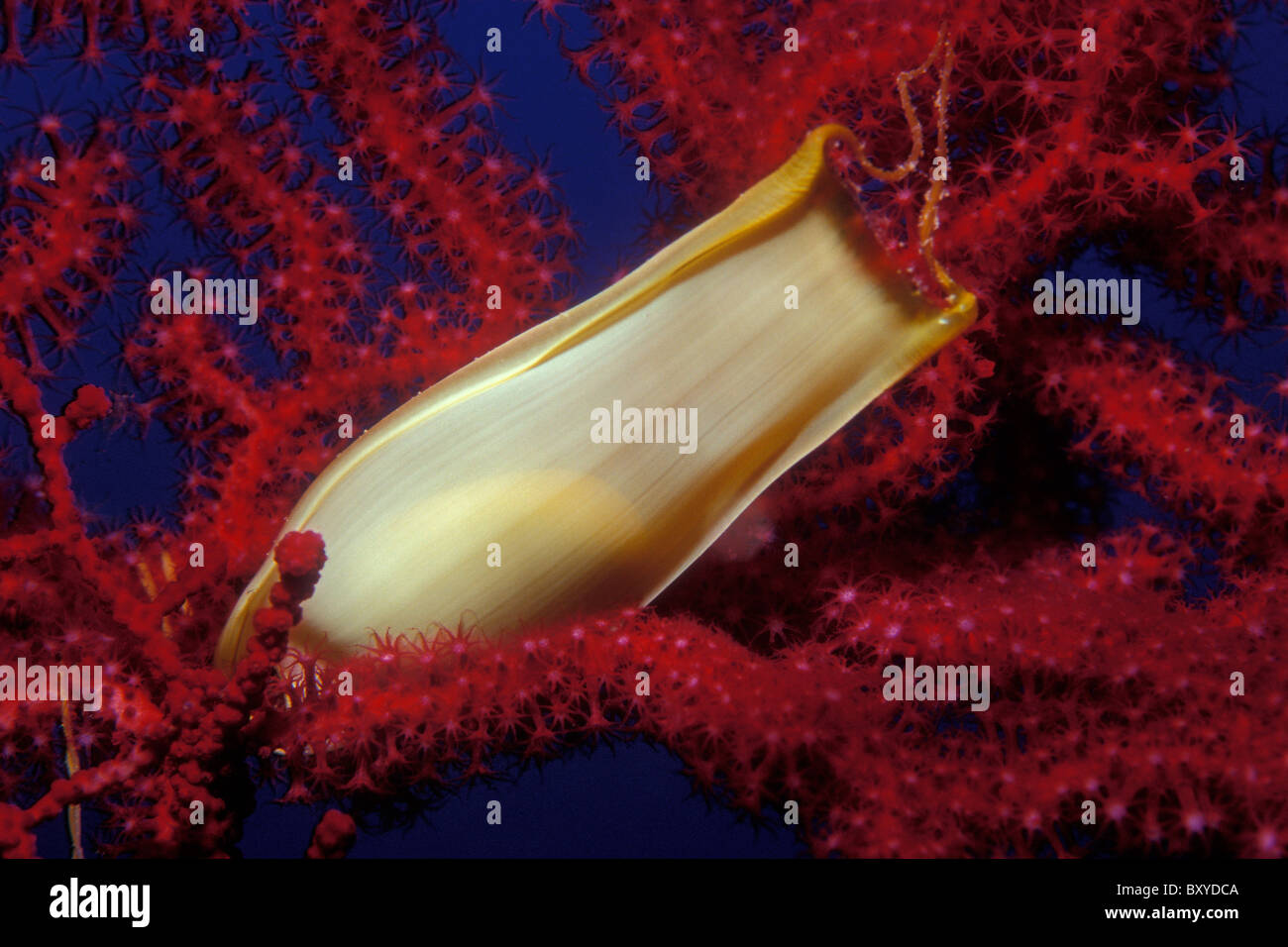Catshark Eggs Hi res Stock Photography And Images Alamy catshark-eggs-hi-res-stock-photography-and-images-alamy