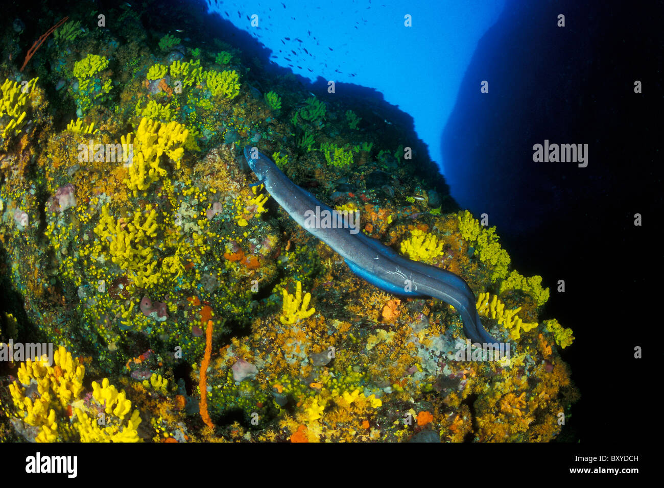 Kor fish hi-res stock photography and images - Alamy