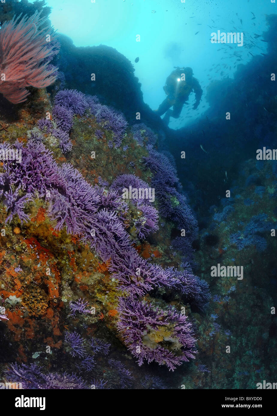 Reef wall hi-res stock photography and images - Alamy