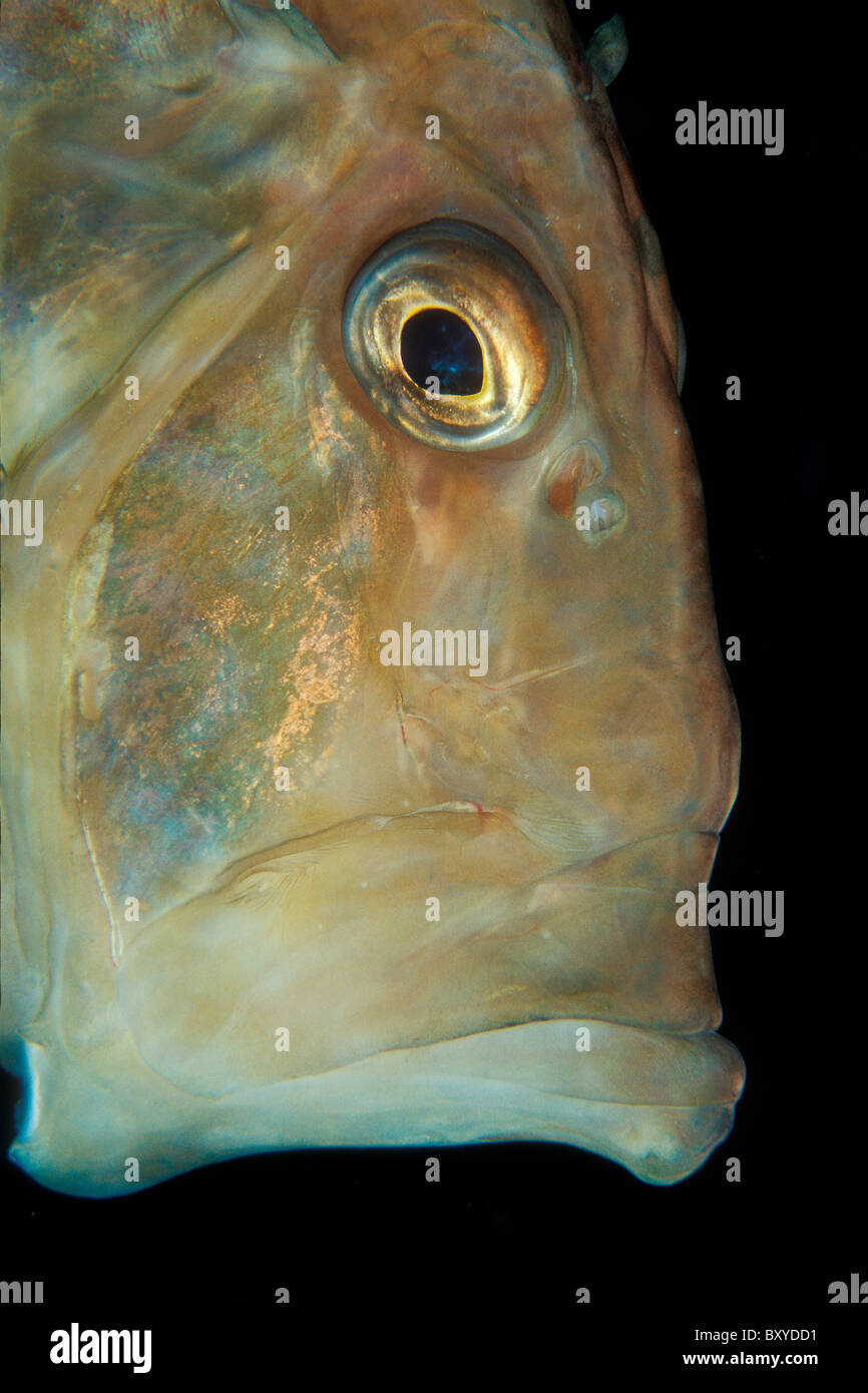 John Dory Underwater High Resolution Stock Photography and Images - Alamy