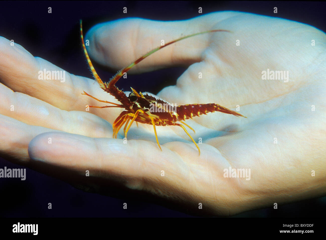 Palinurus elephas hi-res stock photography and images - Alamy