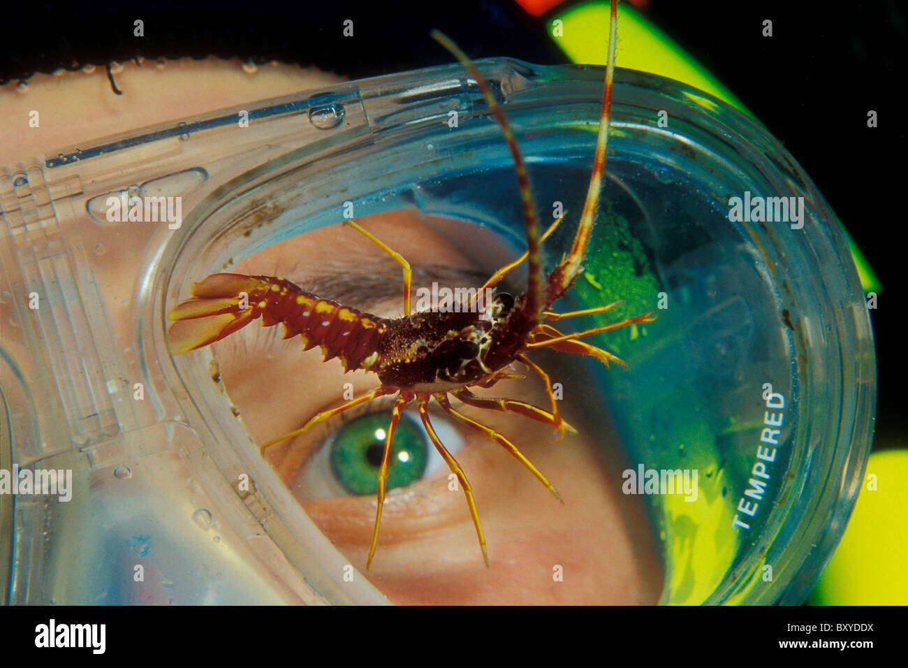 Juvenile Spiny Lobster, Palinurus elephas, Korcula, Dalmatia, Adriatic ...