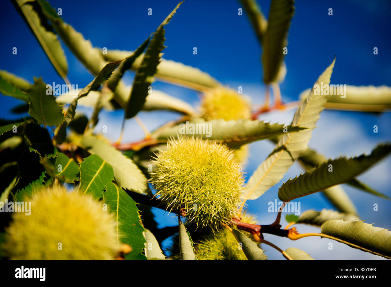 chestnut tree in autumn with blue sky background Stock Photo - Alamy