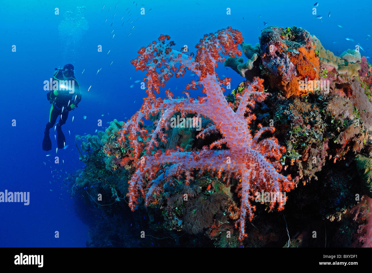 Chuuk Lagoon Micronesia Coral High Resolution Stock Photography and ...