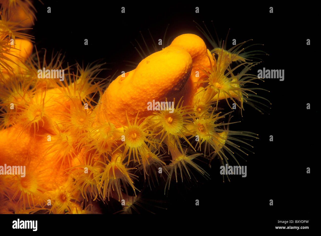 Polyps tentacles hi-res stock photography and images - Alamy