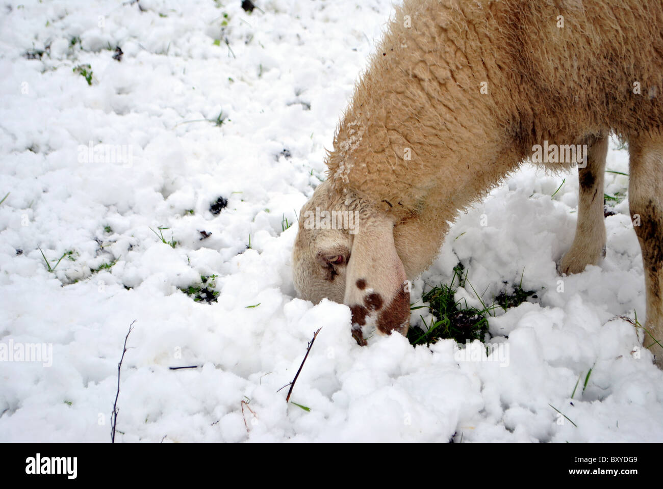 Sheep eating in snowy field hi-res stock photography and images - Alamy