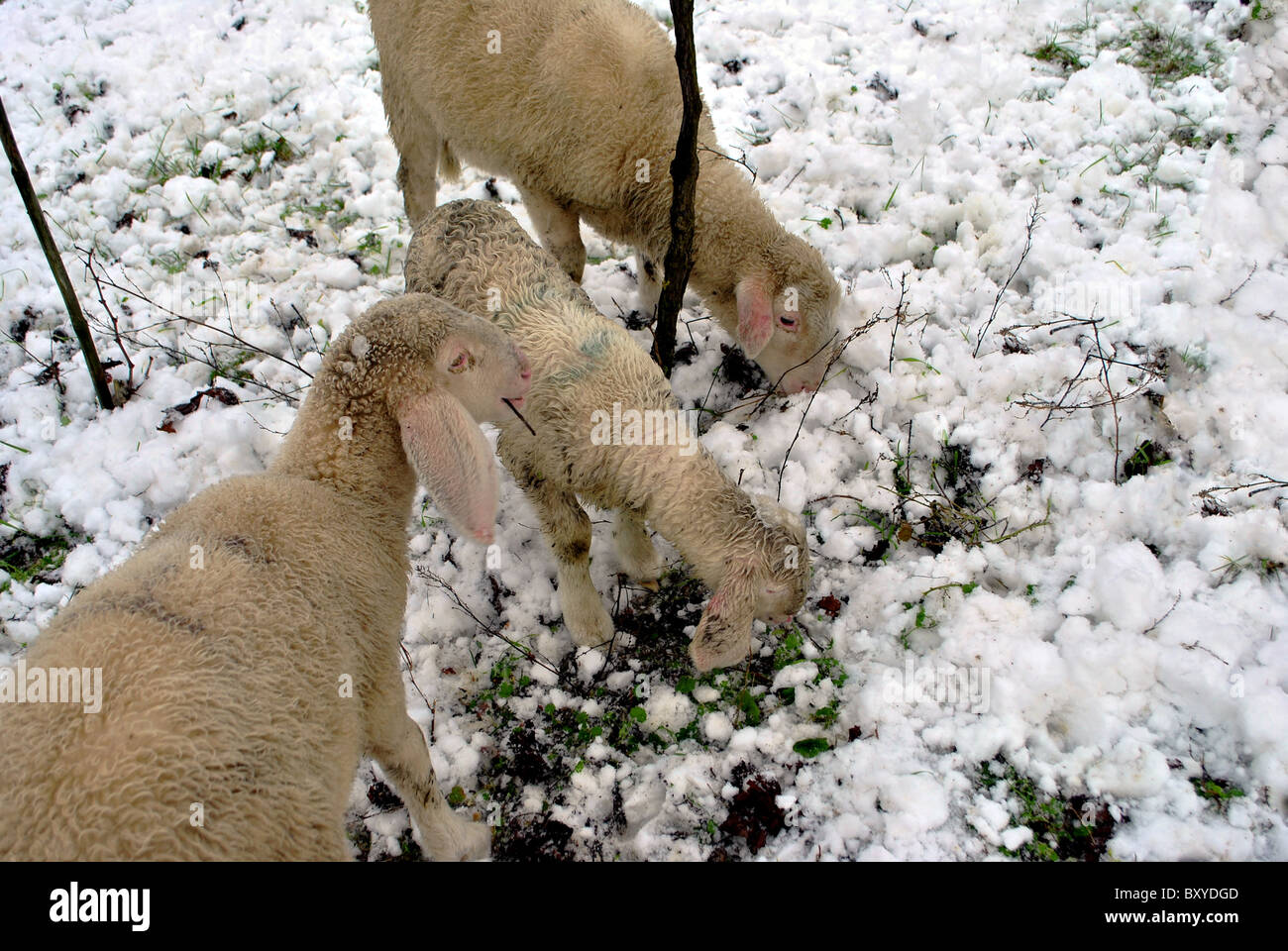 Sheep in the snow during the cold winter Stock Photo - Alamy