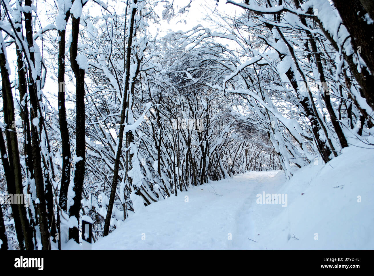 Blanketed with frost hi-res stock photography and images - Alamy