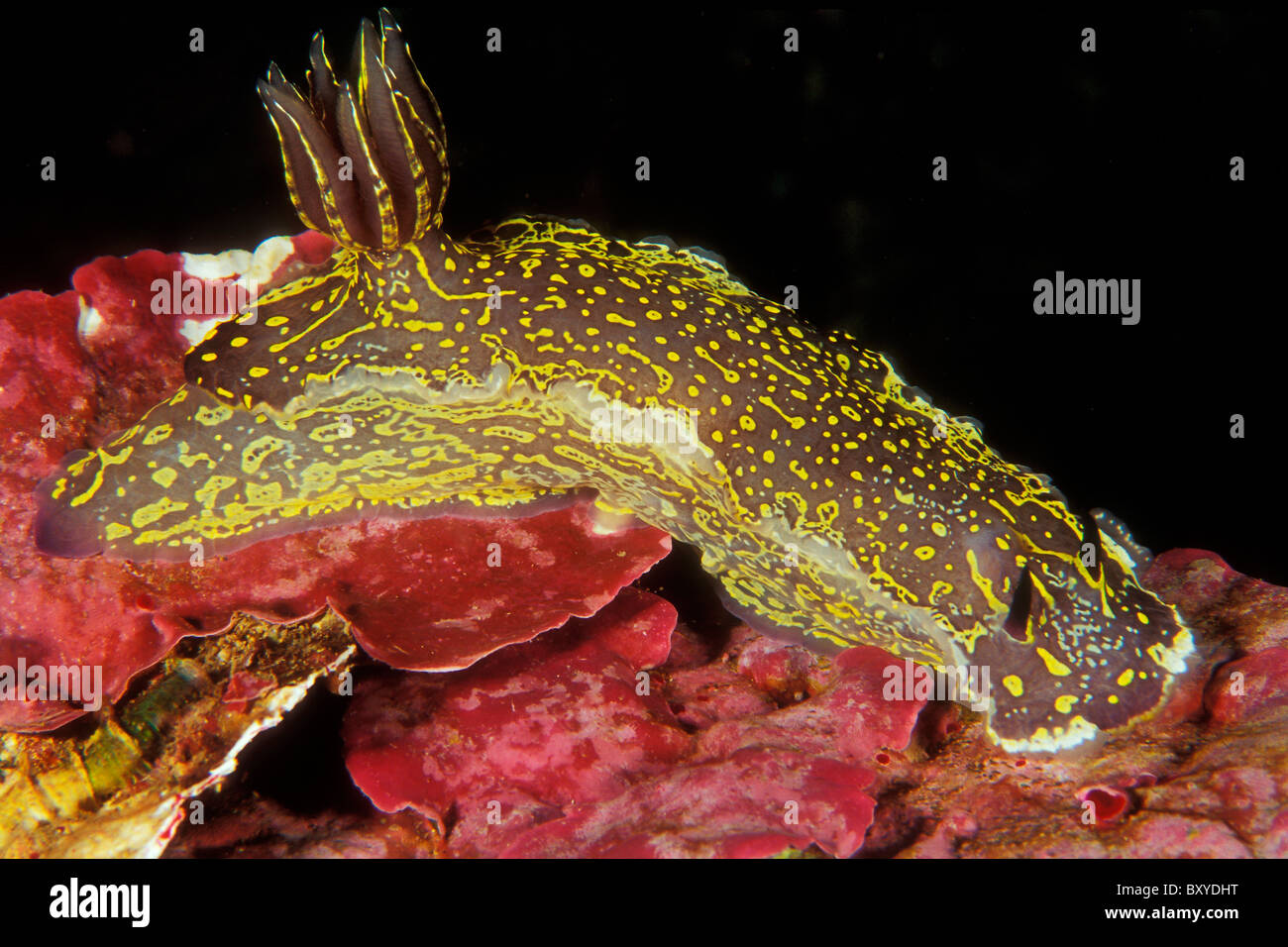 Sea slug nudibranch mediterranean hypselodoris hi-res stock photography ...