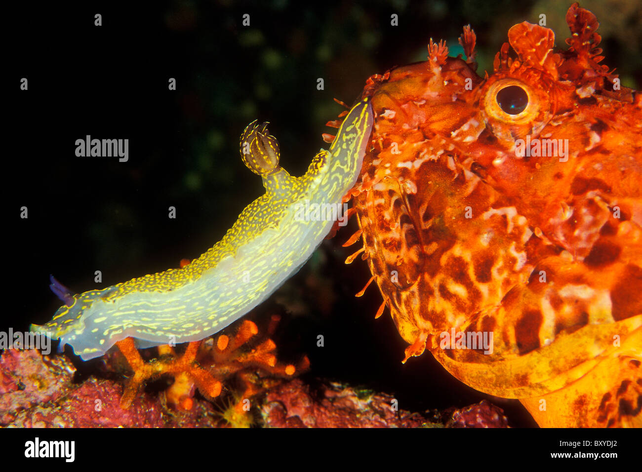 Poisonous sea slug hi-res stock photography and images - Alamy