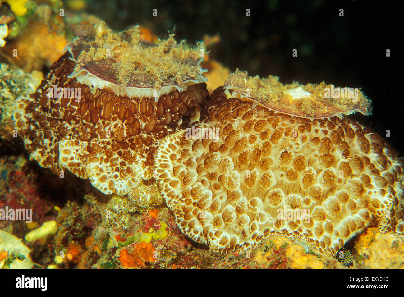 Umbrella Sidegill Slug, Umbraculum mediterraneum, Vis, Dalmatia ...