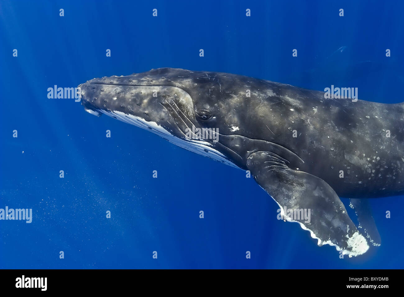 Humpback Whale, Megaptera novaeangliae, Hawaii, USA Stock Photo - Alamy