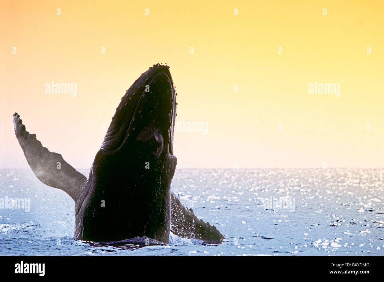 Breaching humpback whale hi-res stock photography and images - Alamy