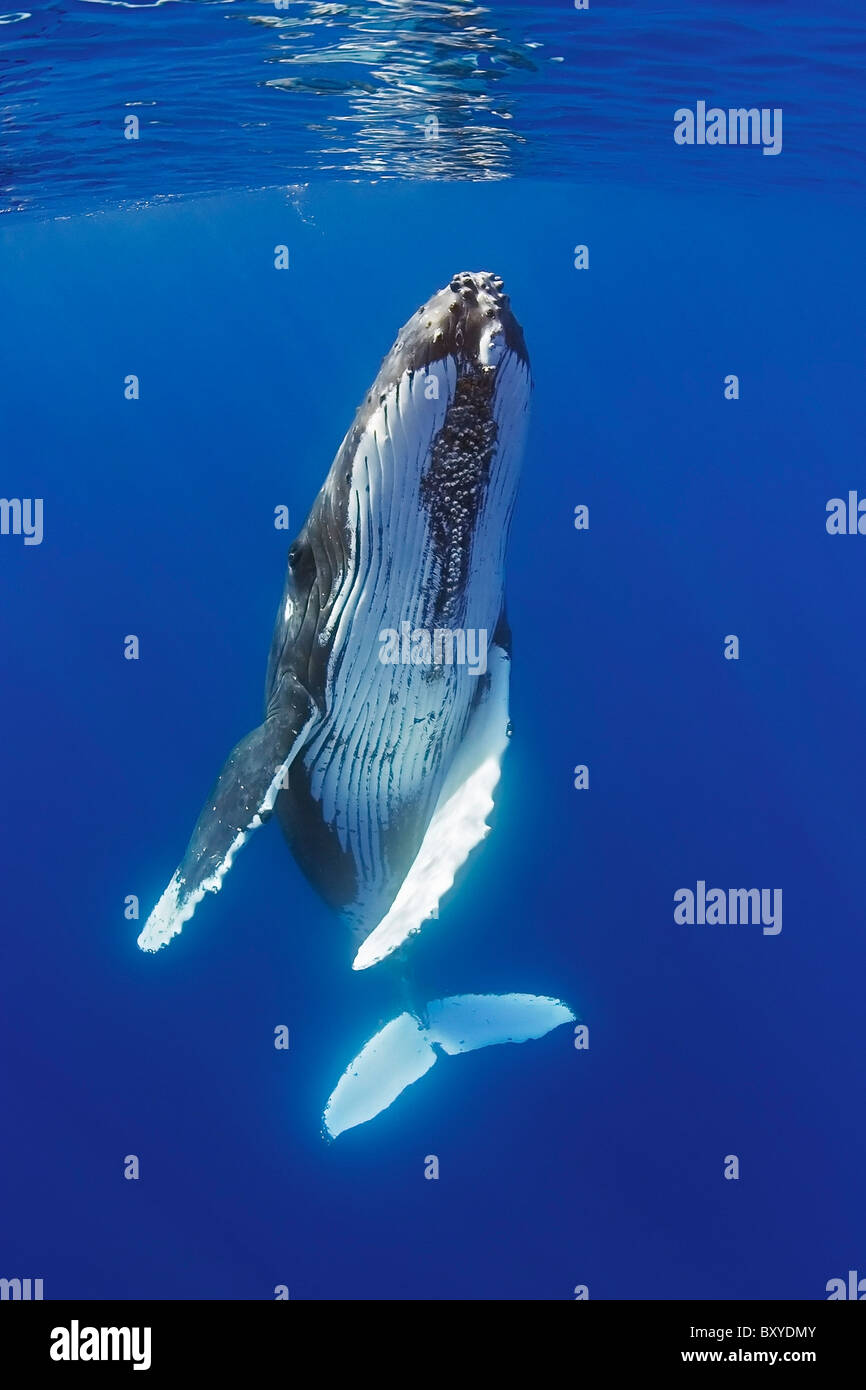 Humpback whale underwater hi-res stock photography and images - Alamy