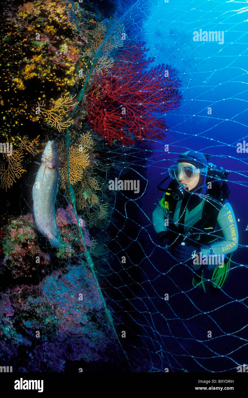 Diver discover Fish in lost Fishing Net, Susac, Dalmatia, Adriatic Sea ...